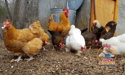 How to Avoid Chicken Feed Storage Mistakes - Backyard Poultry